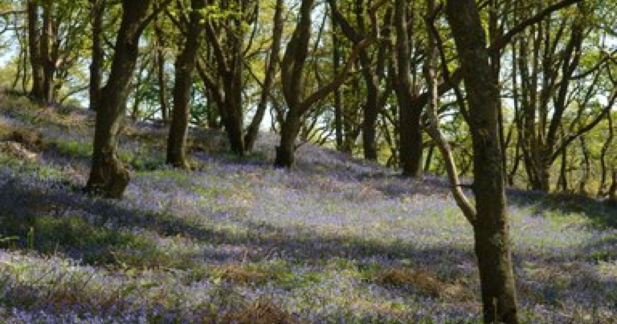 ITCHEN ABBAS AND MICHELDEVER WOOD - Ramblers